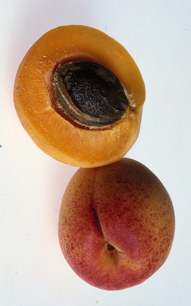 Albicocca - Sale&Pepe