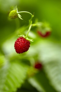 Fragolina di bosco - Sale&Pepe