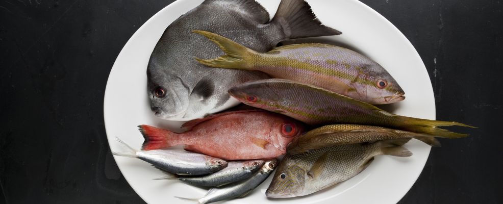 Conoscere i pesci d'acqua salata |Sale&Pepe