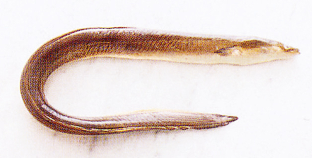 Come identificare i pesci di acqua dolce | Sale&Pepe