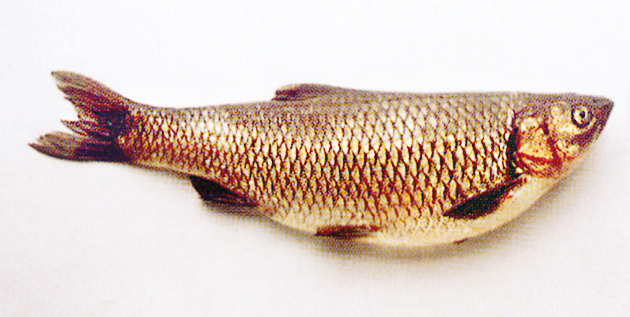 Come identificare i pesci di acqua dolce | Sale&Pepe