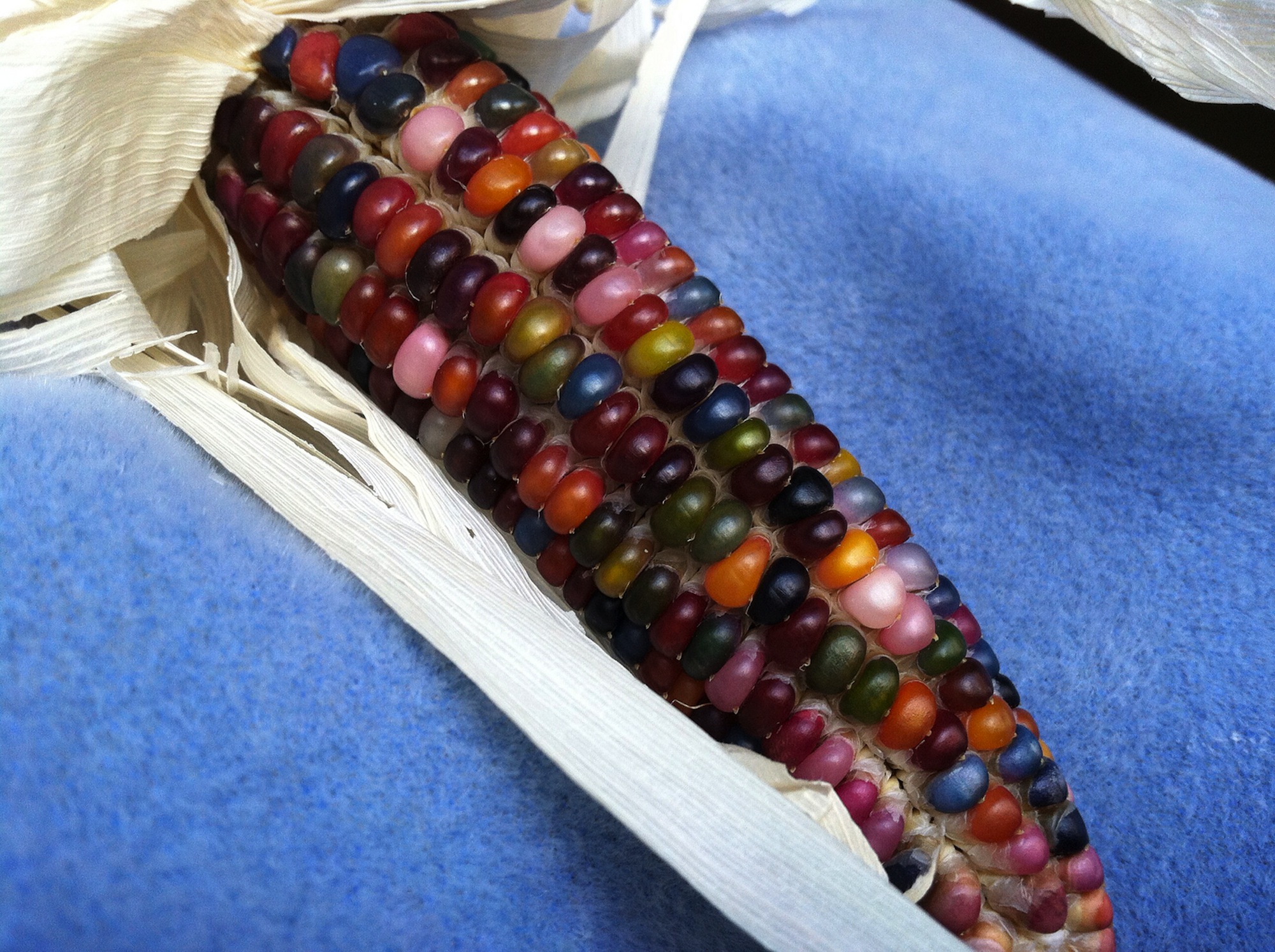 La pannocchia dimenticata (e riscoperta) è multicolor - Sale&Pepe
