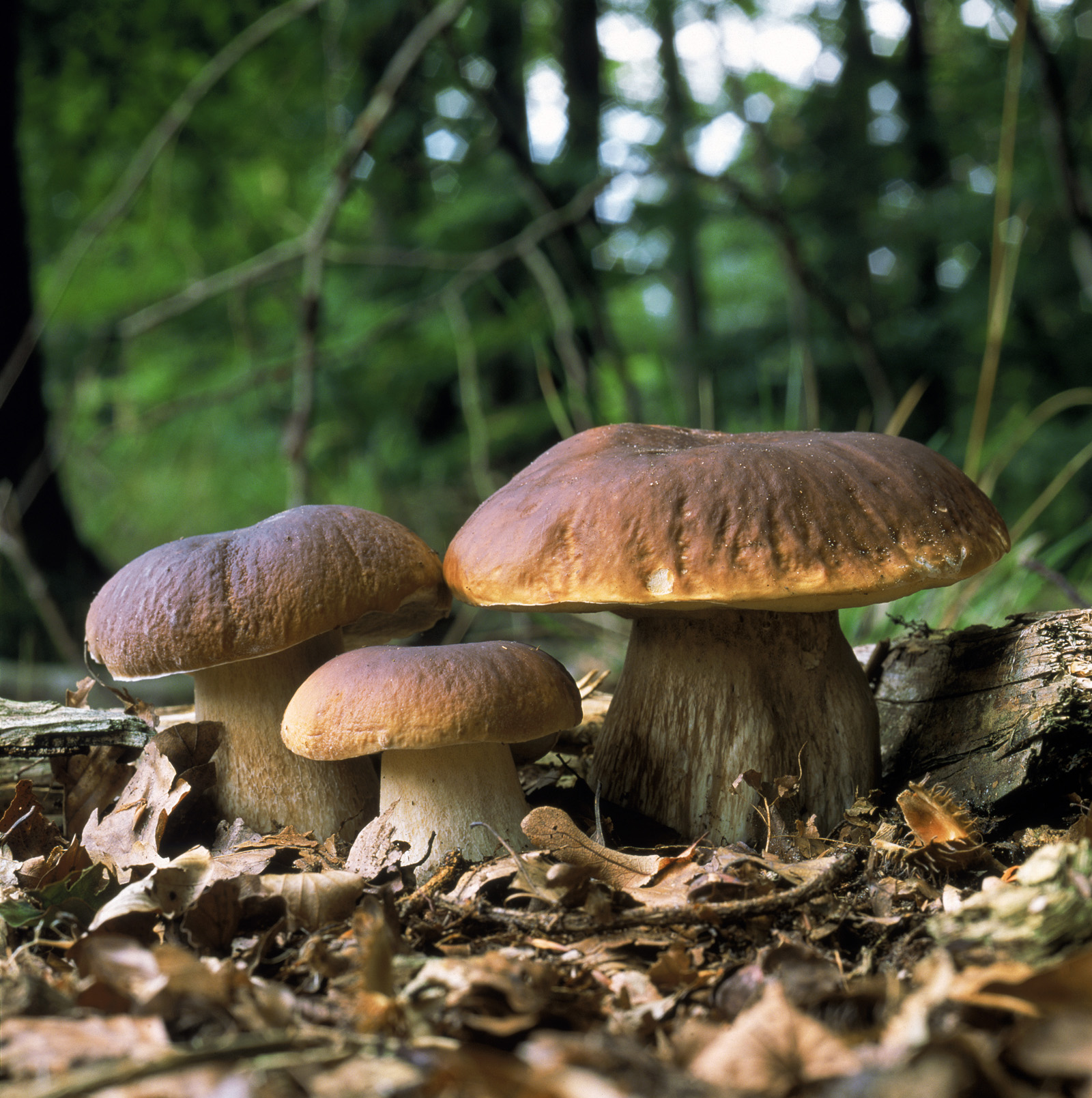 Funghi: raccolta record fuori stagione - Sale&Pepe