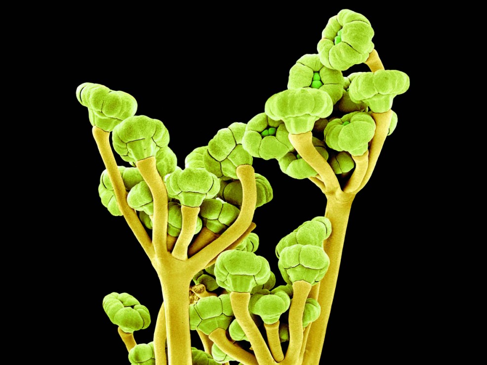 In mostra a Milano: Food, la scienza dai semi al piatto - Sale&Pepe