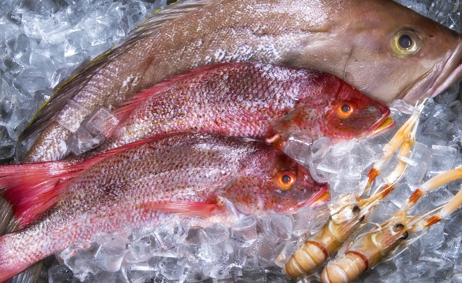 Il pesce? Buono e sostenibile - Sale&Pepe