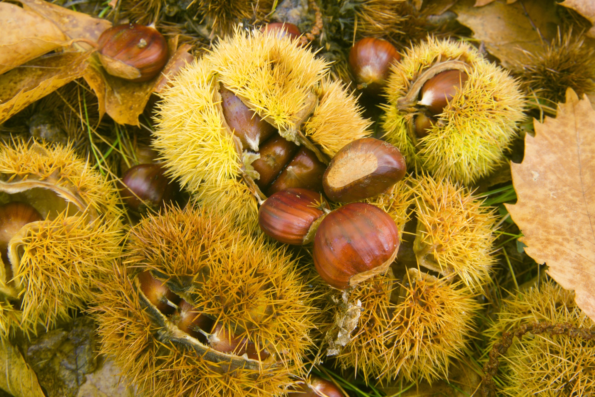 Castagne, regine del bosco: 5 buoni motivi per mangiarle - Sale&Pepe