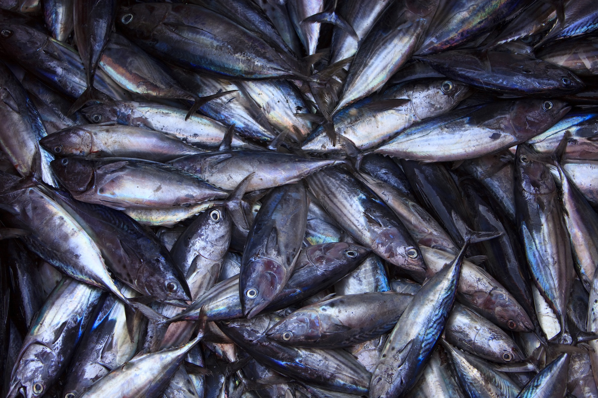 Il pesce fresco italiano è di nuovo in tavola - Sale&Pepe