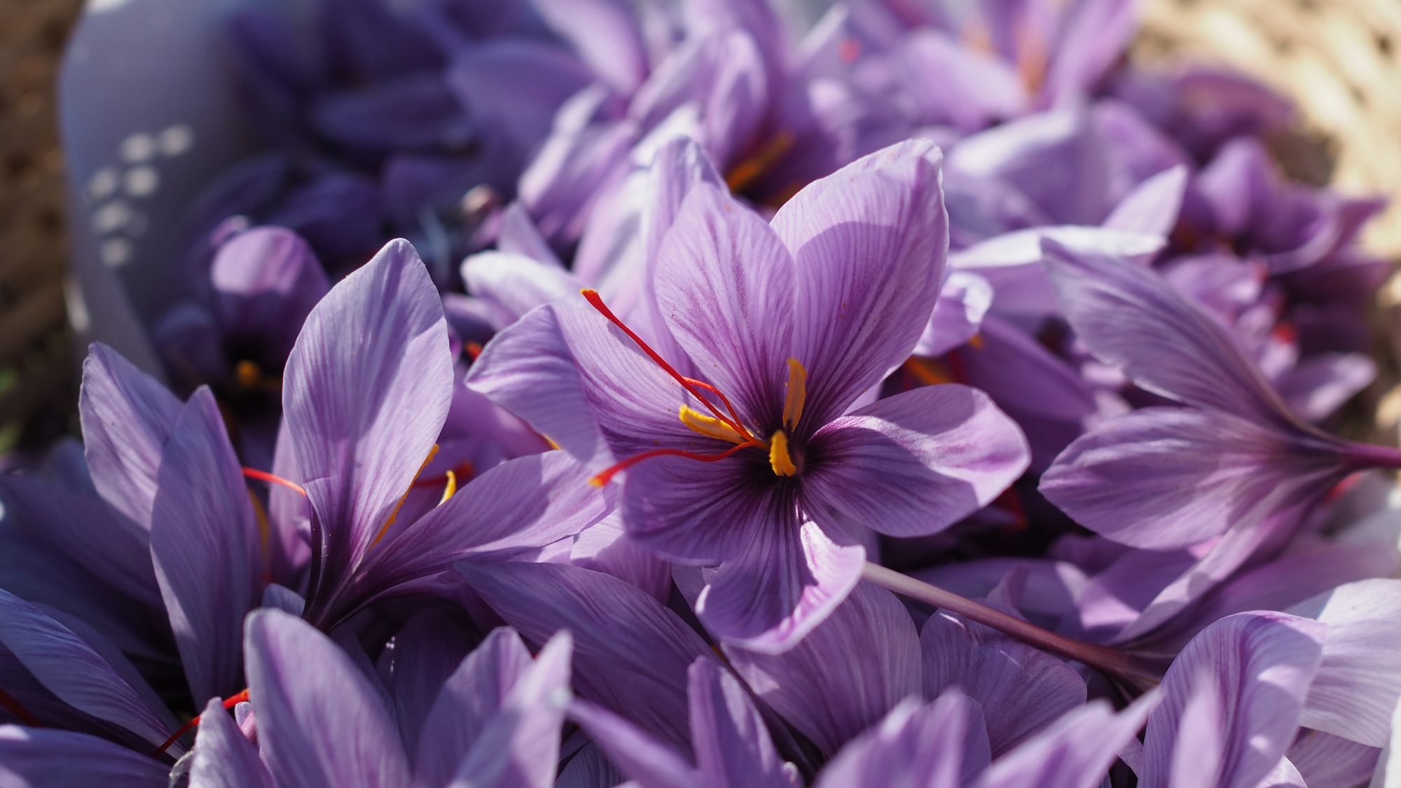 Lo zafferano è antidepressivo... e altre 5 cose da sapere - Sale&Pepe