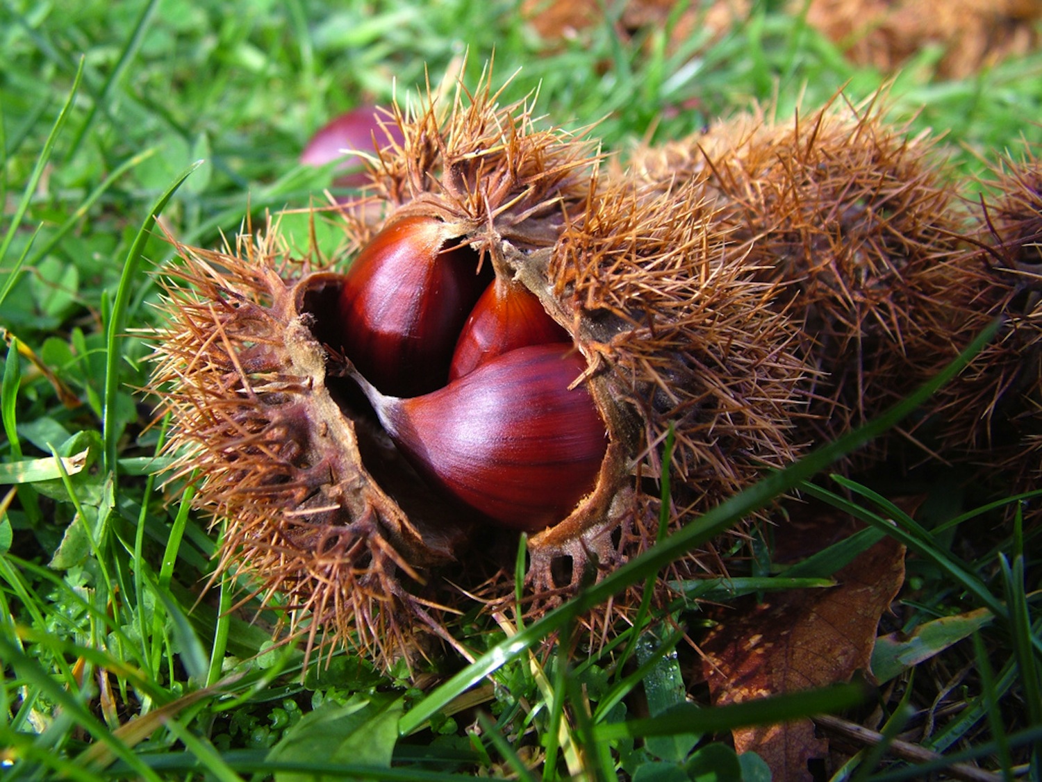 Castagne: tutto quello che c’è da sapere - Sale&Pepe