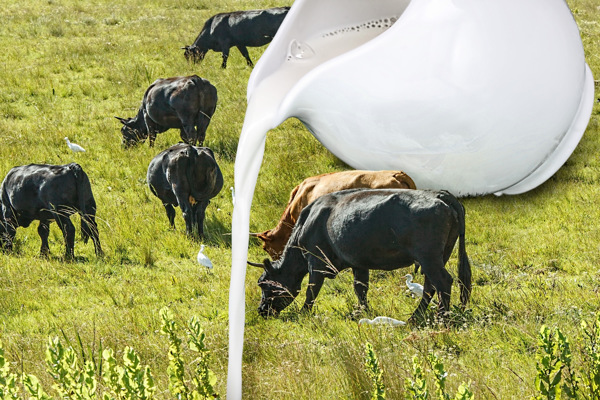 Latte nobile per i formaggi: arriva il marchio di qualità - Sale&Pepe