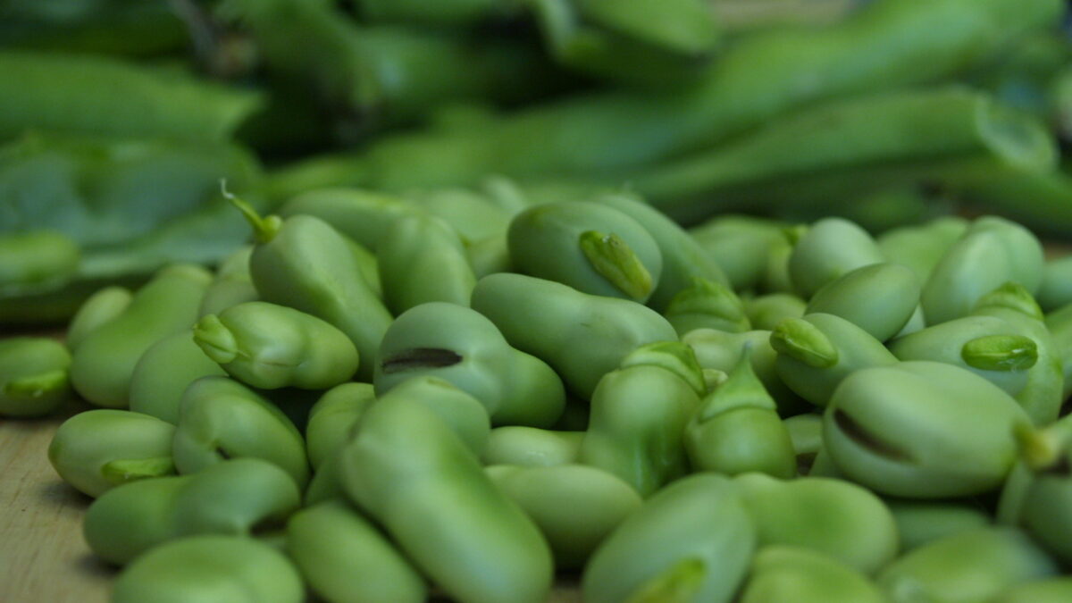 Tutto sulle fave: perché fanno bene e a chi fanno male