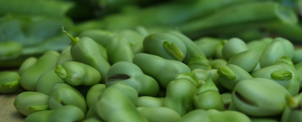 Tutto sulle fave: perché fanno bene e a chi fanno male