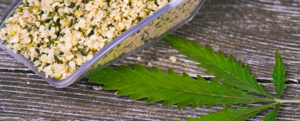 Canapa, pianta dalle mille virtù: ecco come usarla in cucina