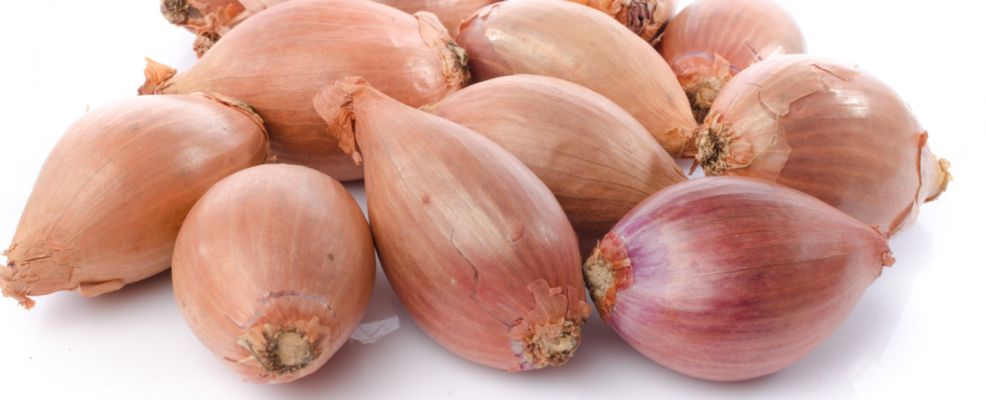 Aromatico e delicato scalogno, perché sceglierlo e come usarlo