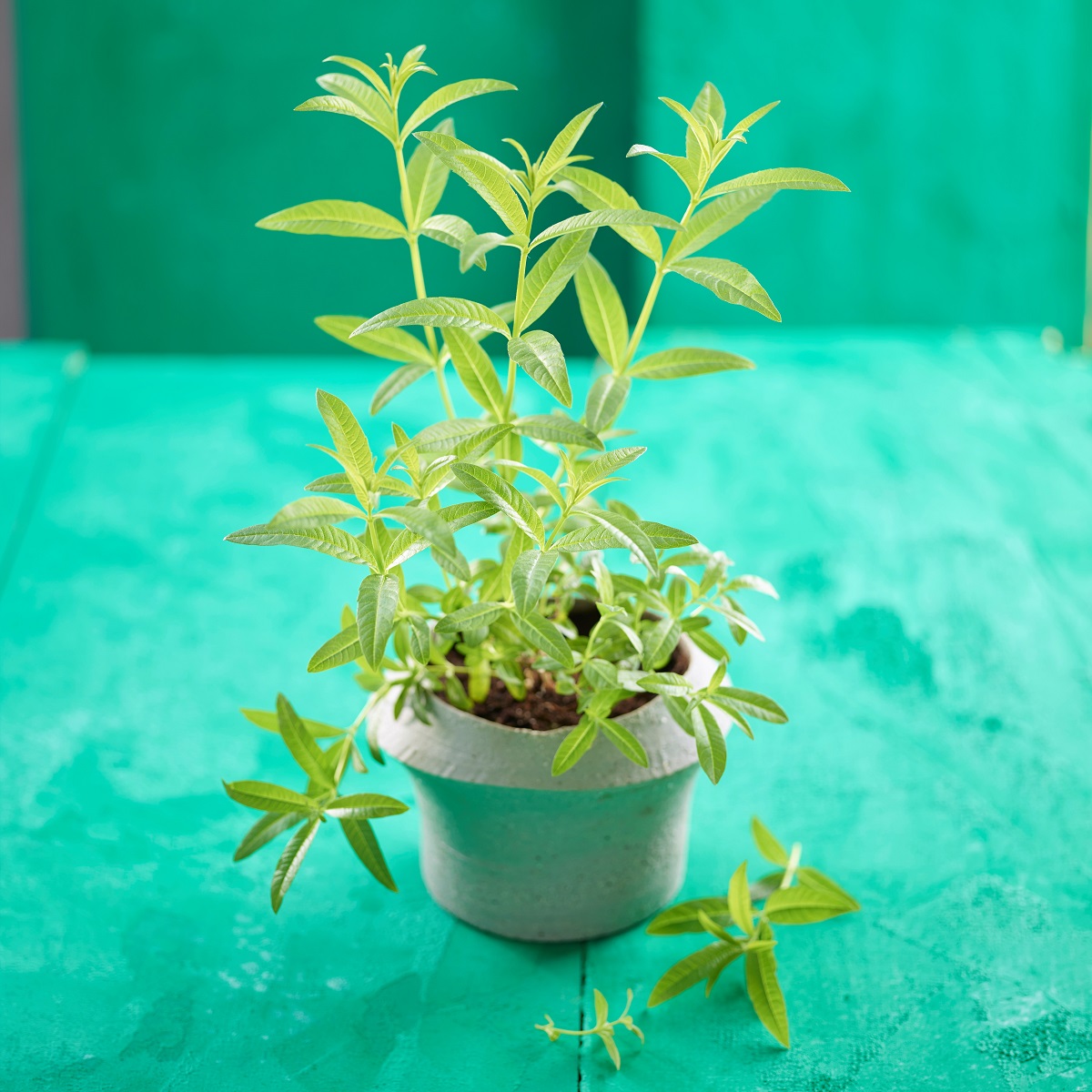 Erba limoncina: proprietà, benefici e utilizzi in cucina - Sale&Pepe