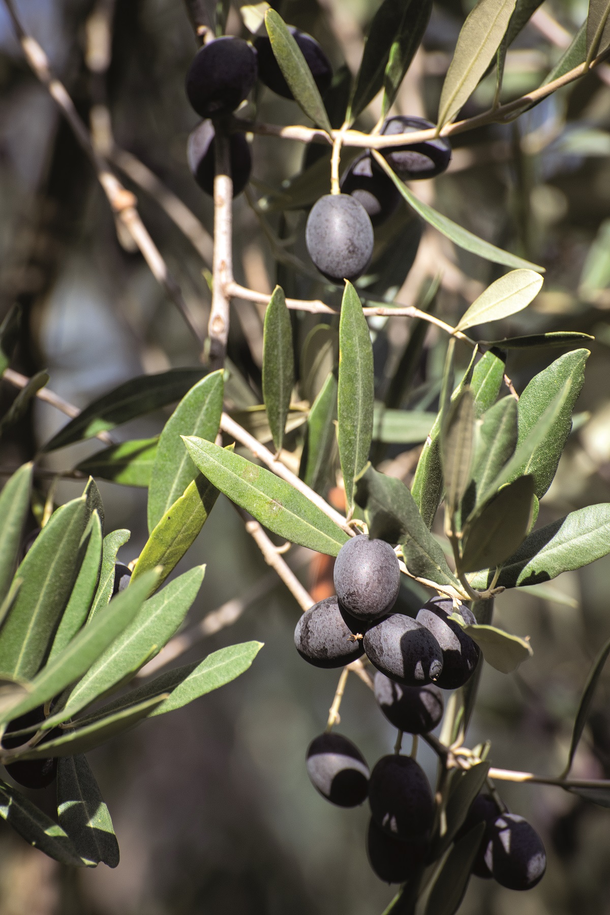Alla scoperta dell'olio delle Marche tra storia, mito e curiosità ...