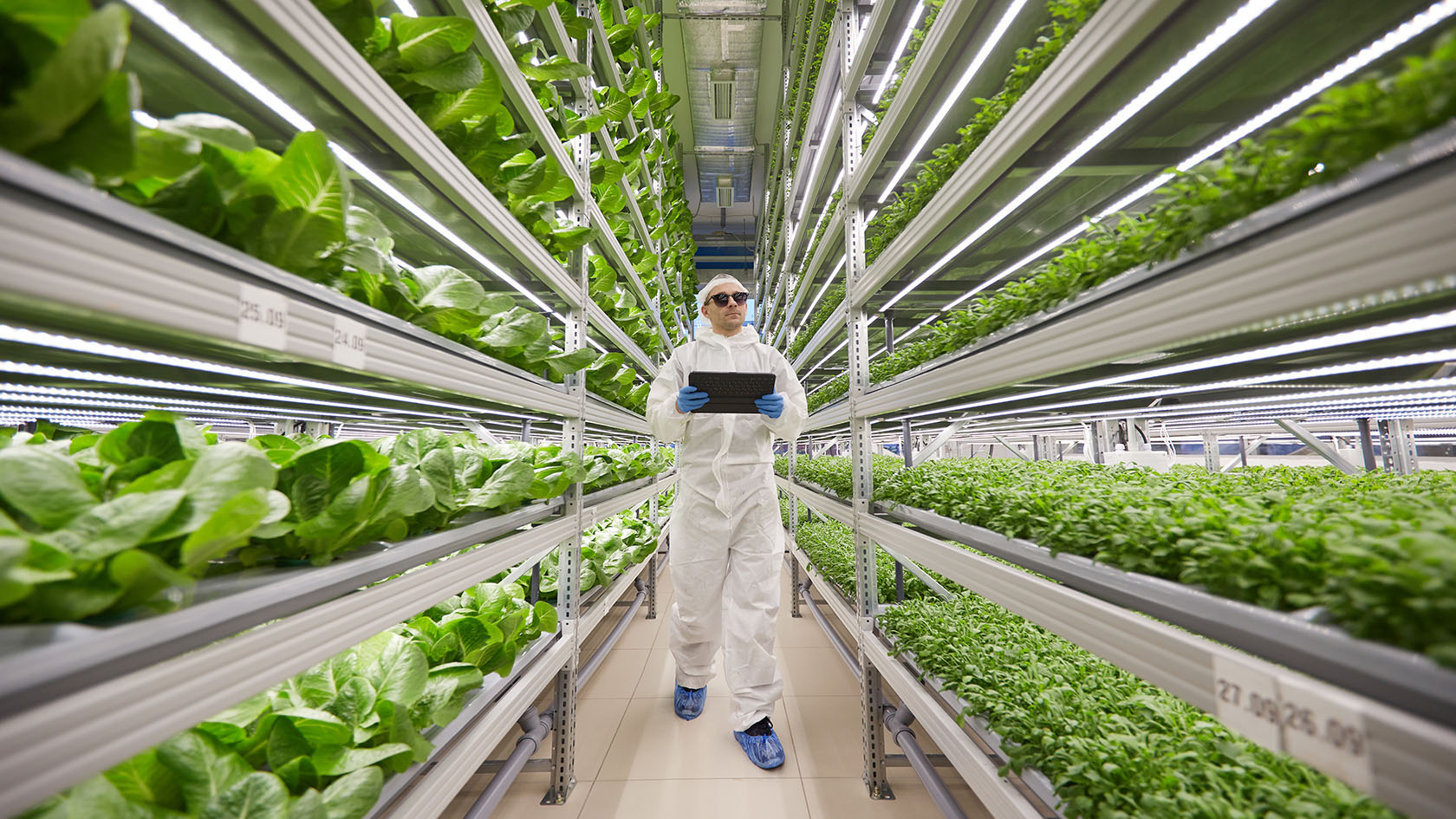 Vertical Farm: l’orto del futuro è in tavola - Sale&Pepe