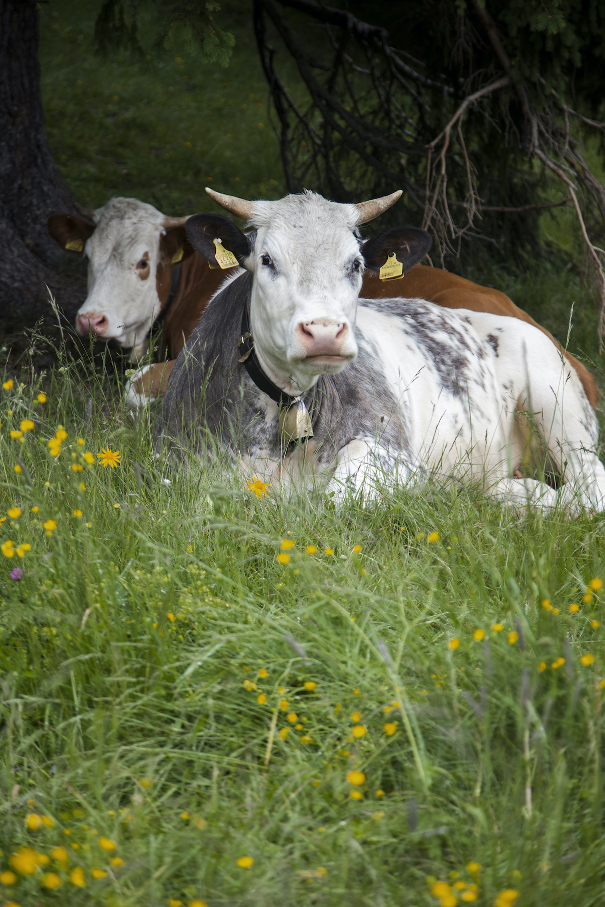 Vacca vecchia fa buon... - Sale&Pepe