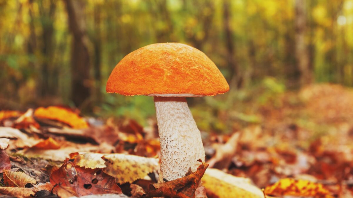 Tanto di cappello: la saga dei funghi - Sale&Pepe