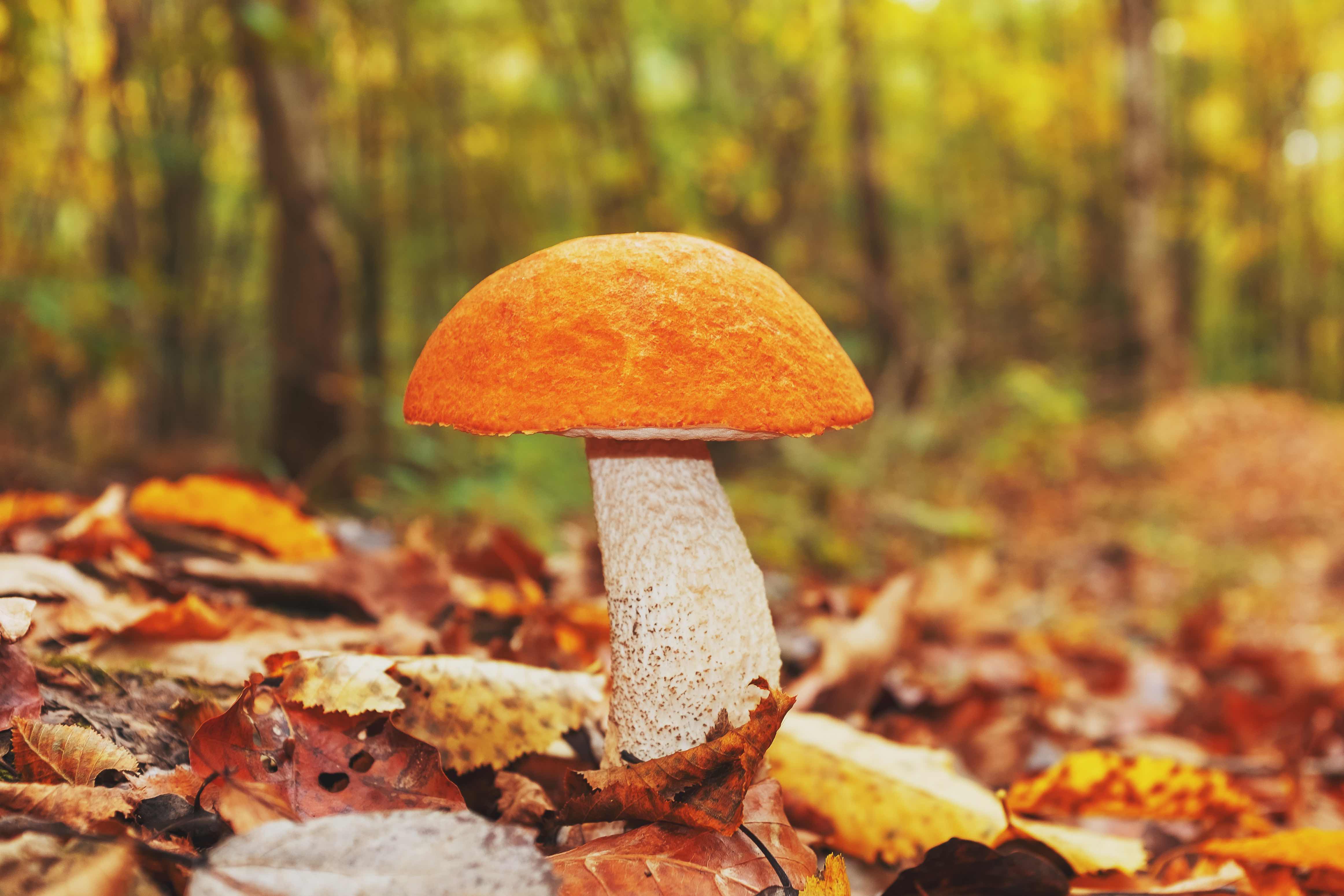 Tanto di cappello: la saga dei funghi - Sale&Pepe