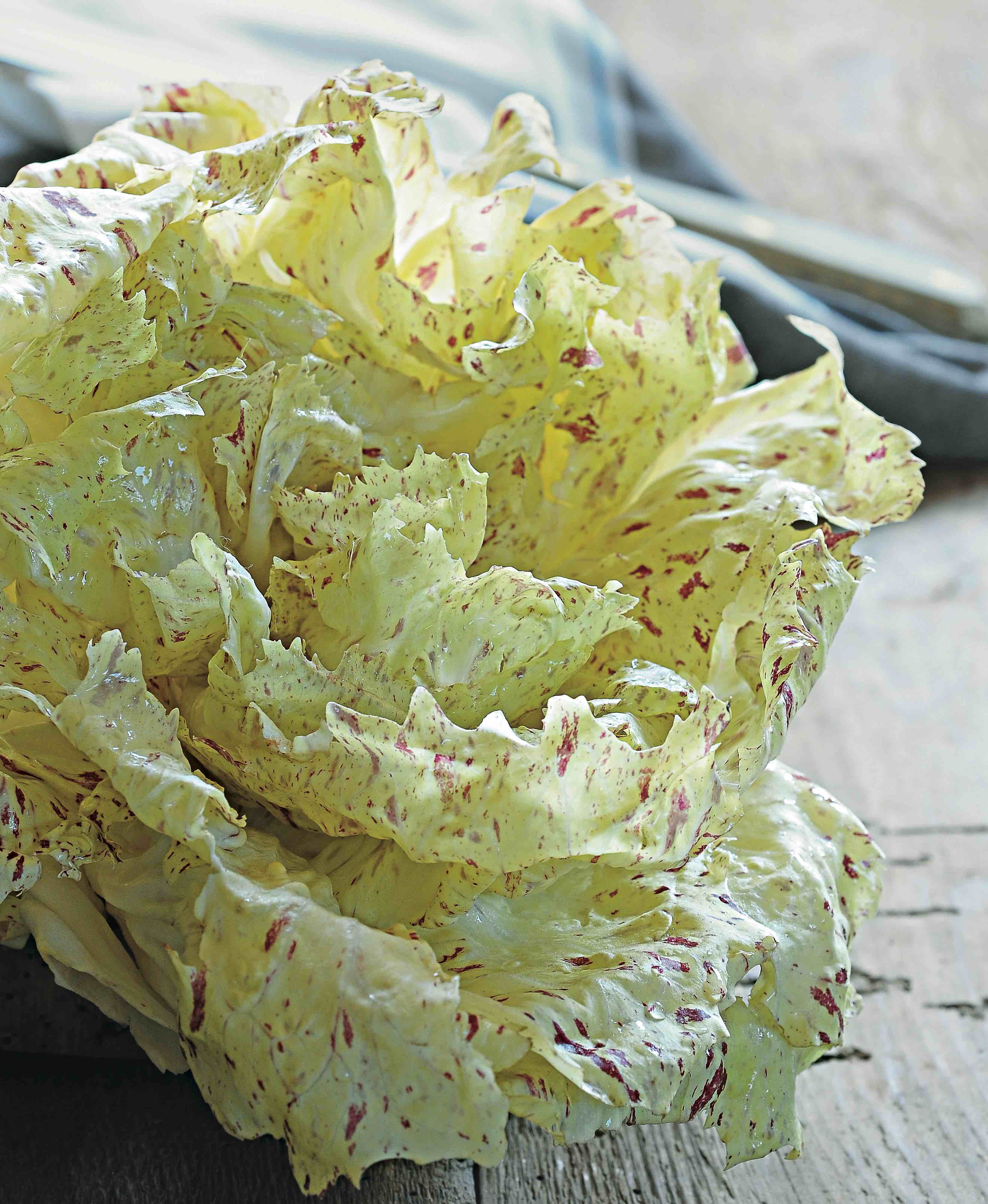 Radicchio Variegato di Castelfranco IGP: la fragile bellezza della ...