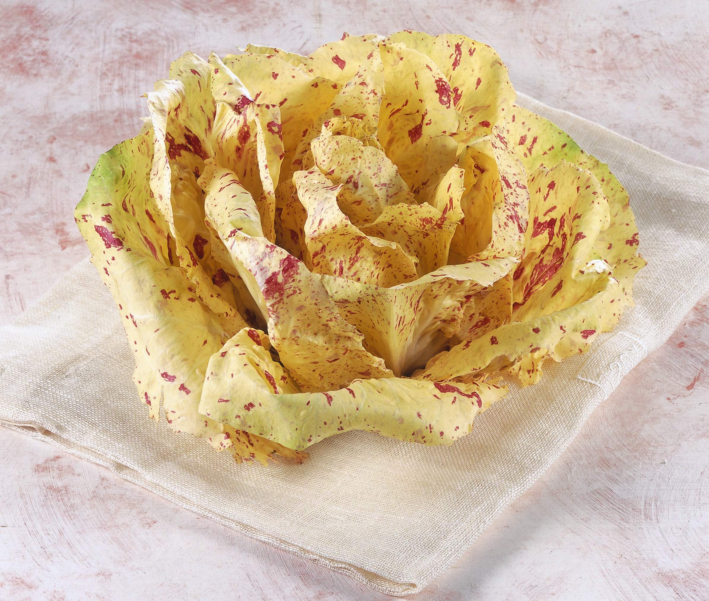 La fragile bellezza del radicchio variegato di Castelfranco Igp - Sale&Pepe