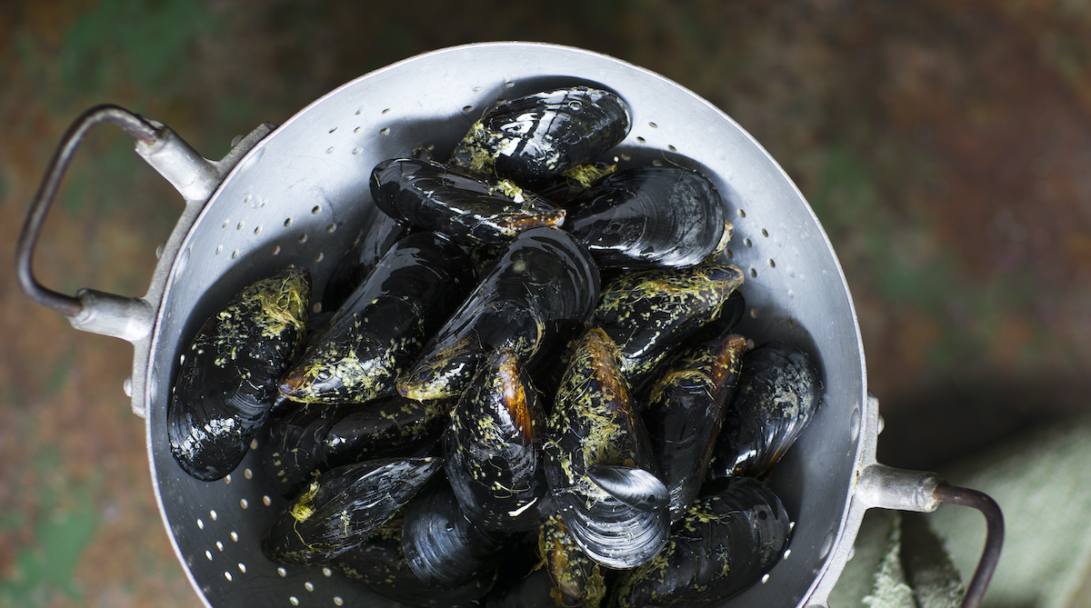 Cozze: guida dall’acquisto alla pulizia - Sale&Pepe