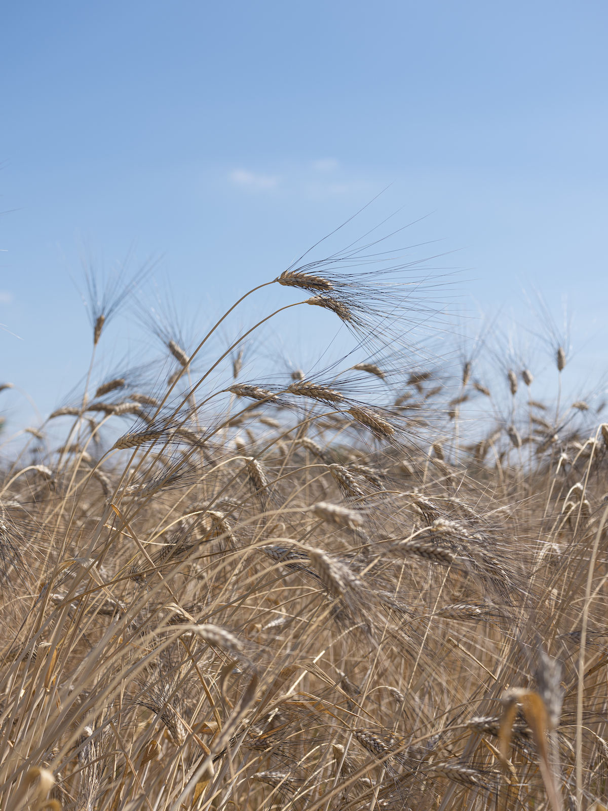 Il Senatore Cappelli cresce a Milano - Sale&Pepe