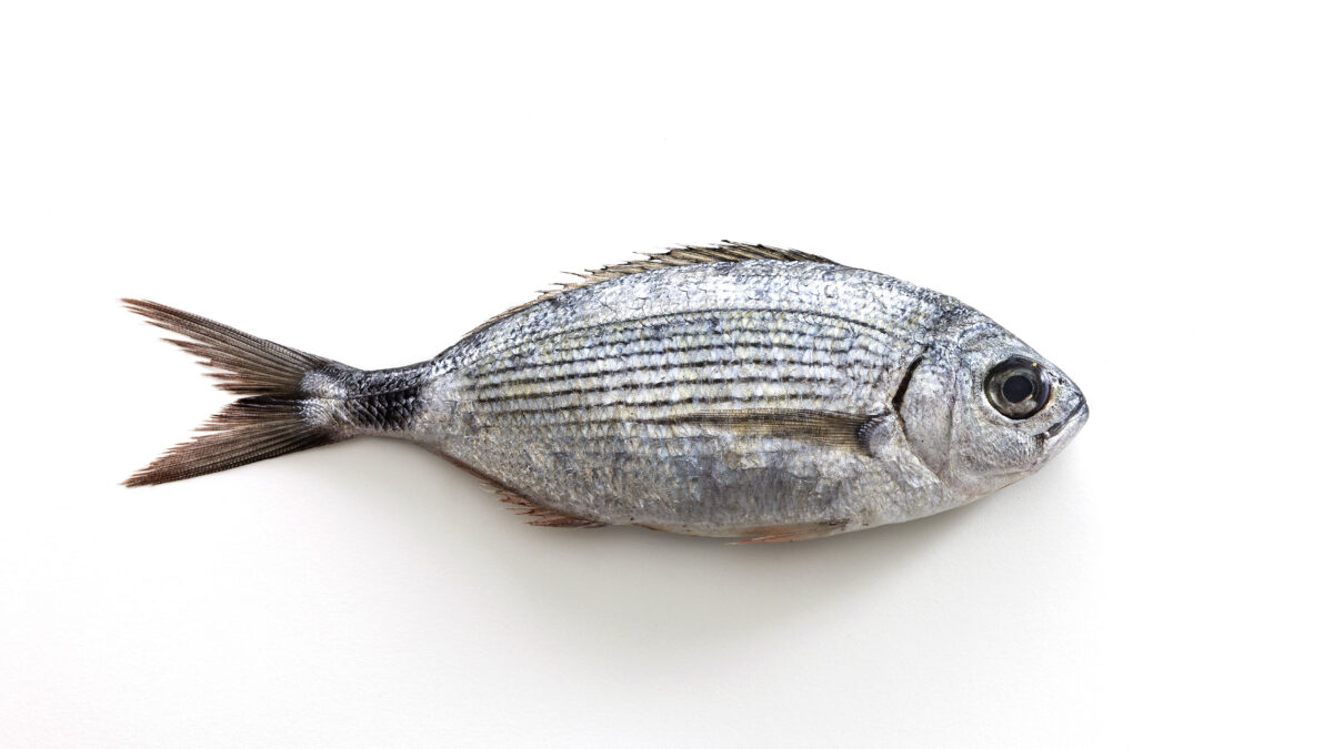 Il pesce occhiata - Sale&Pepe