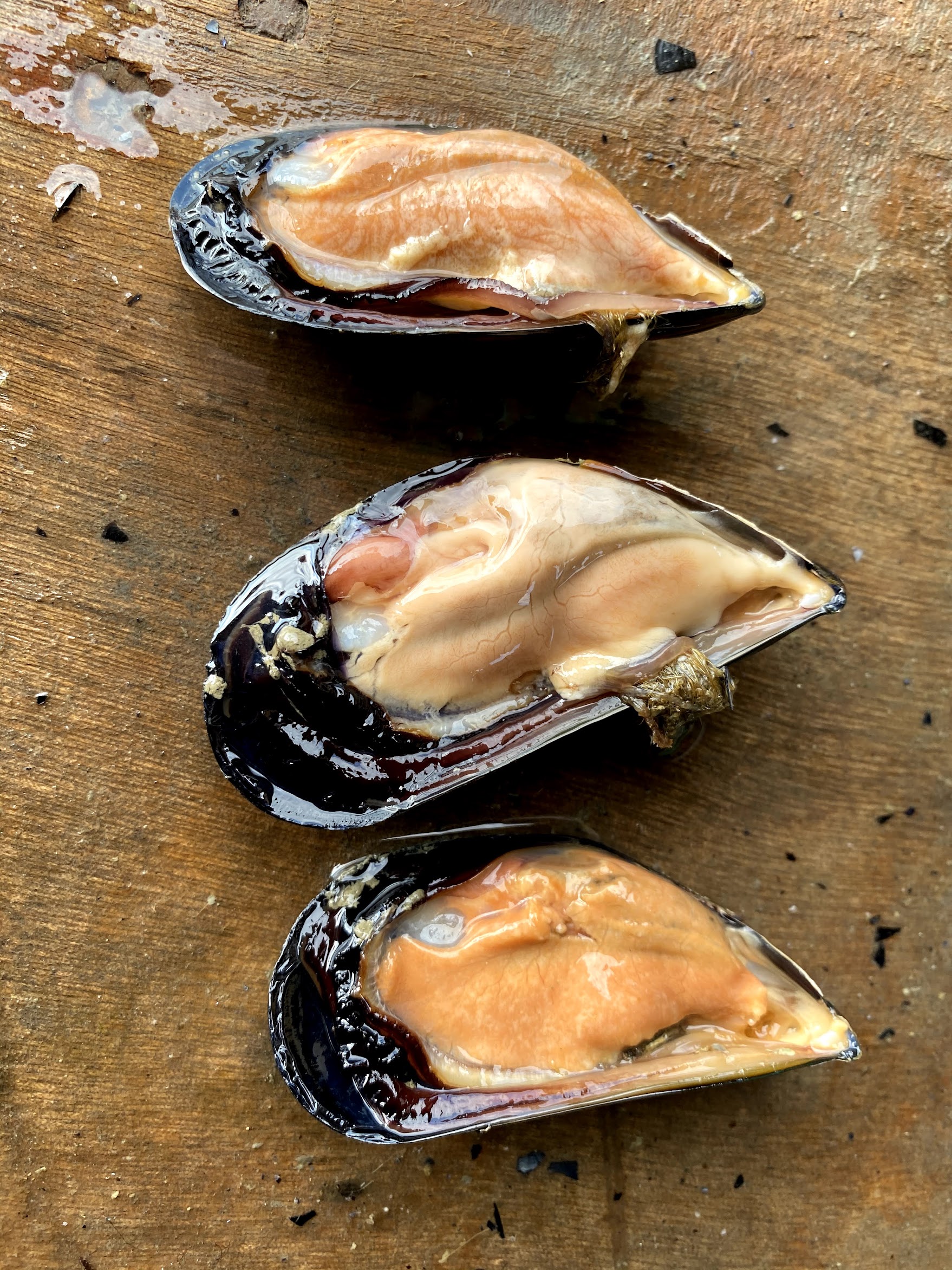 Cozze, sapete da dove arrivano? - Sale&Pepe