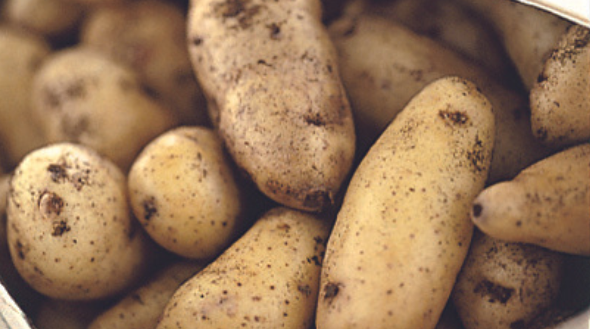Patate rosse, gialle, bianche, novelle: guida alla spesa - Sale&Pepe
