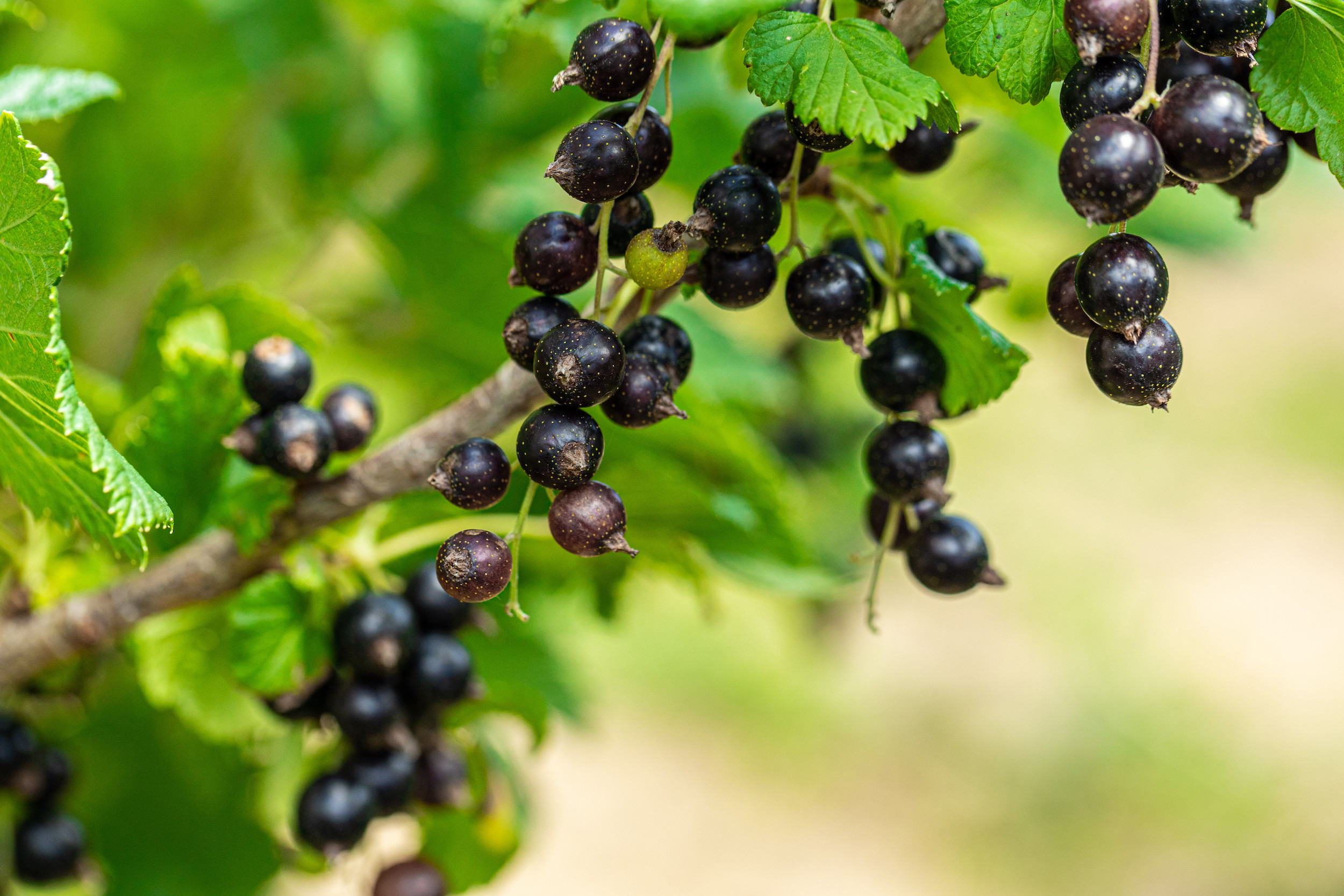 Cassis, raffinato superfrutto dell’estate - Sale&Pepe