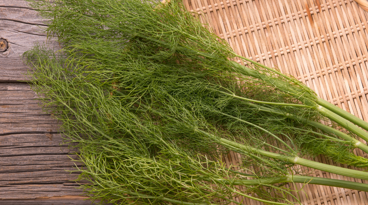 Il finocchietto: profumatissimo e aromatico - Sale&Pepe