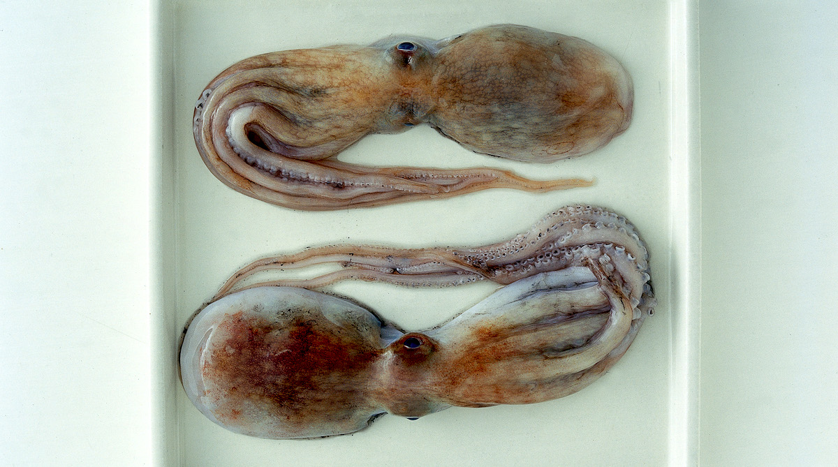 Come cucinare i moscardini - Sale&Pepe