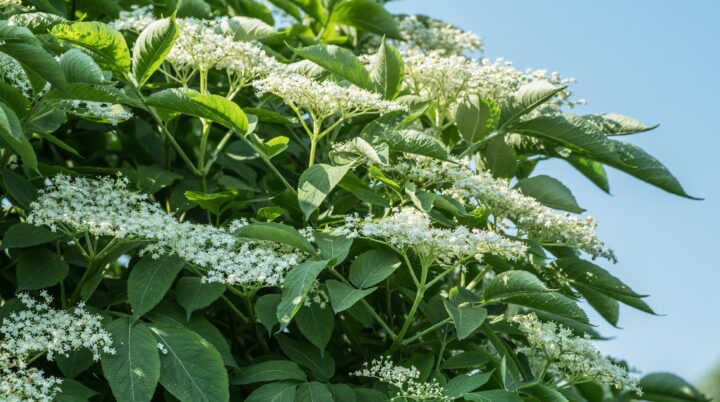 Sambuco: arbusto magico, pianta officinale o ingrediente segreto ...